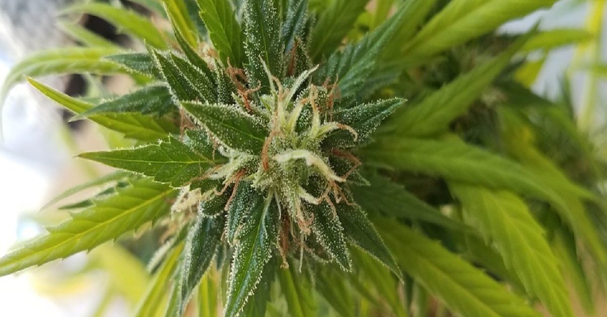 Pilot Project In Switzerland To Import Cannabis From Canada?