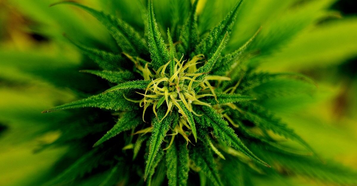How Many Countries In Africa Have Legalized Commercial Cannabis ...