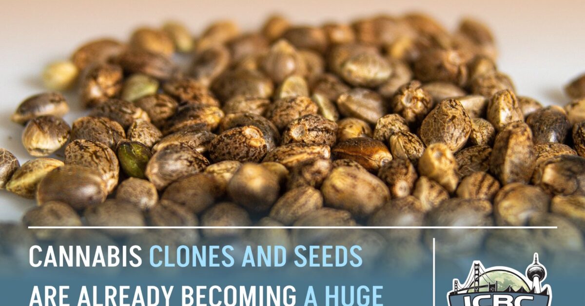 Cannabis Clones And Seeds Are Already Becoming A Huge Industry In Germany