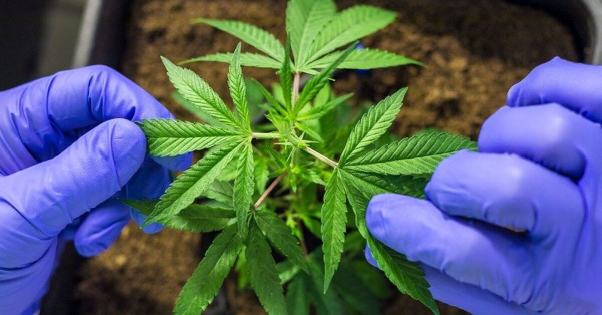 Five Dozen Cannabis Research Proposals Pending In Germany