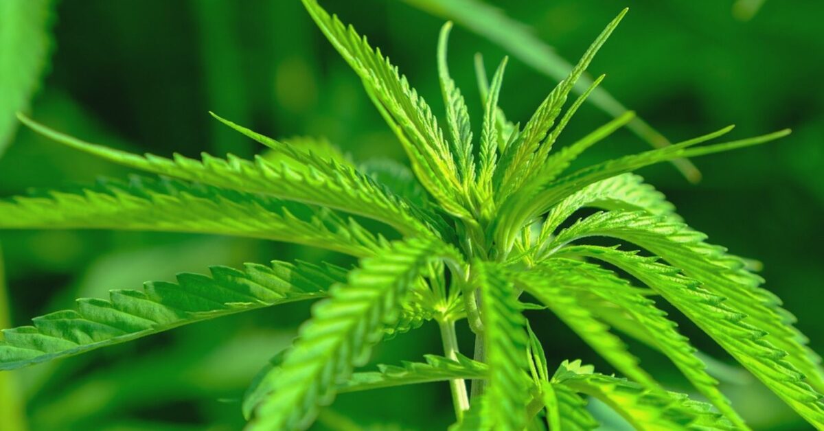 The Evolving Industrial Hemp Industry