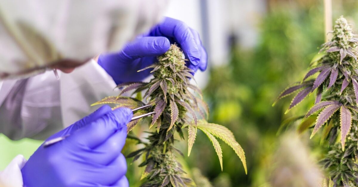 German Scientists Call For Approval Of Cannabis Research Projects