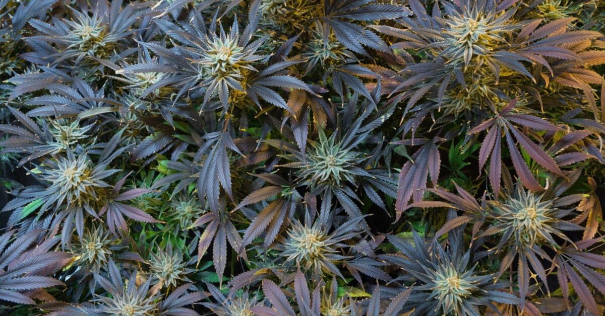 Caye Caulker Voters Reject Cannabis Reform Measure
